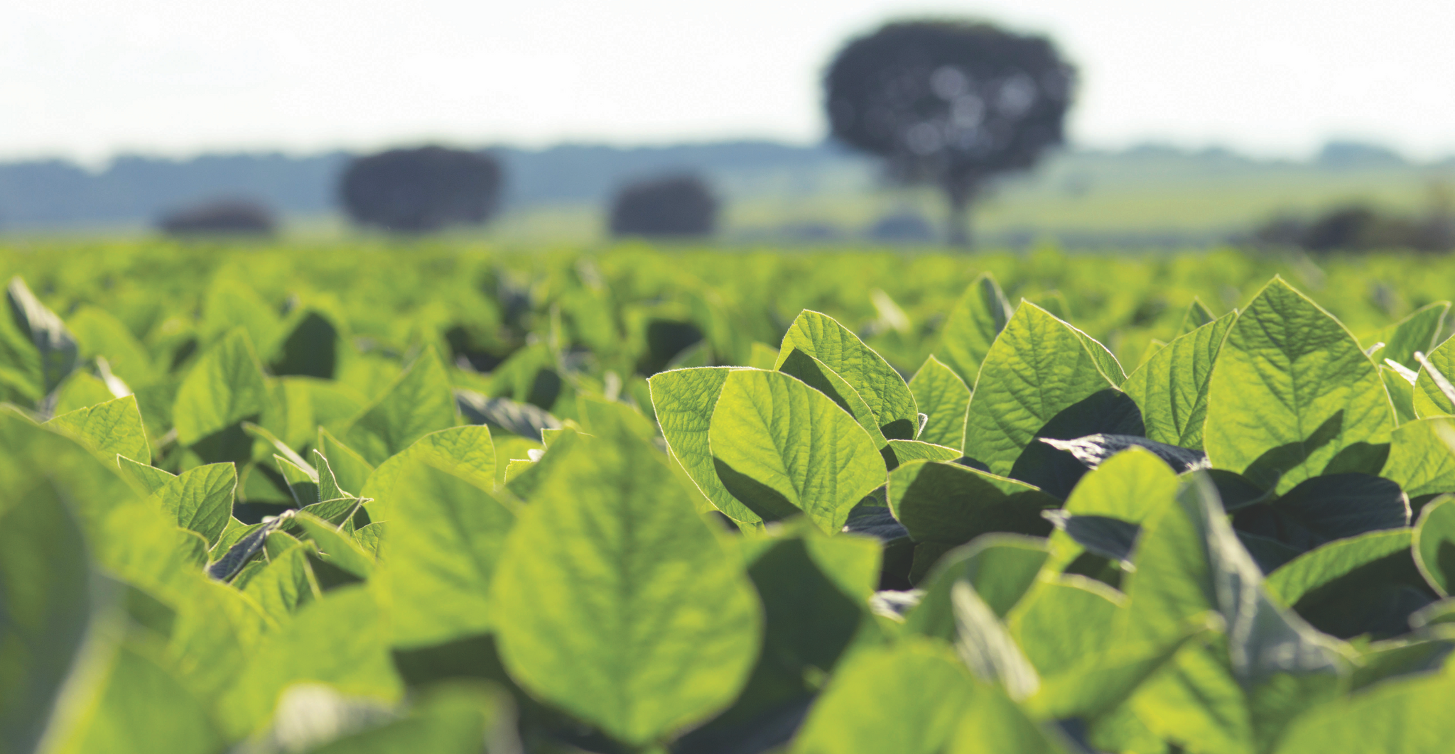 Plot Saver Kits and Solutions