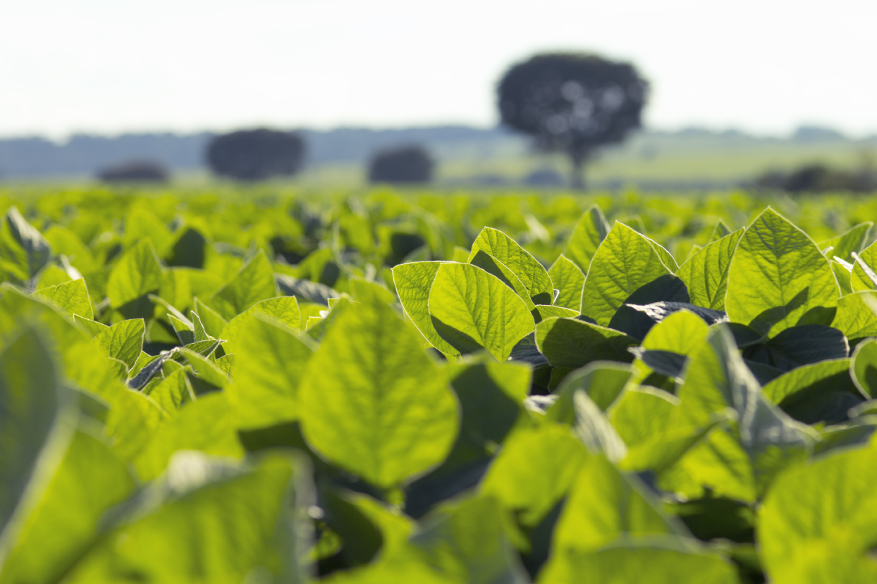 Plot Saver Kits and Solutions – Messinas